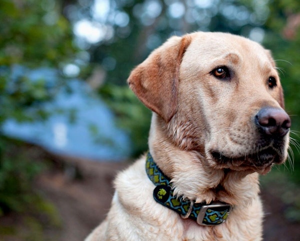 Dublin Dog | Digital Experience Case Study | Union